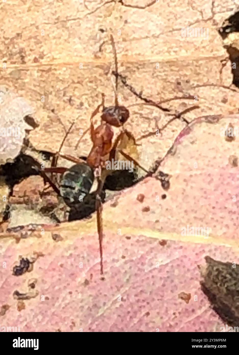 fusca-group Field Ants and Allies (Formica fusca) Insecta Stock Photo ...