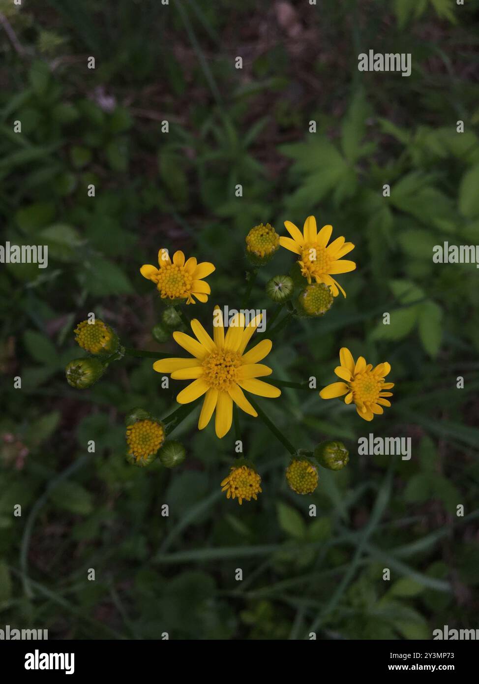 golden ragwort (Packera aurea) Plantae Stock Photo - Alamy