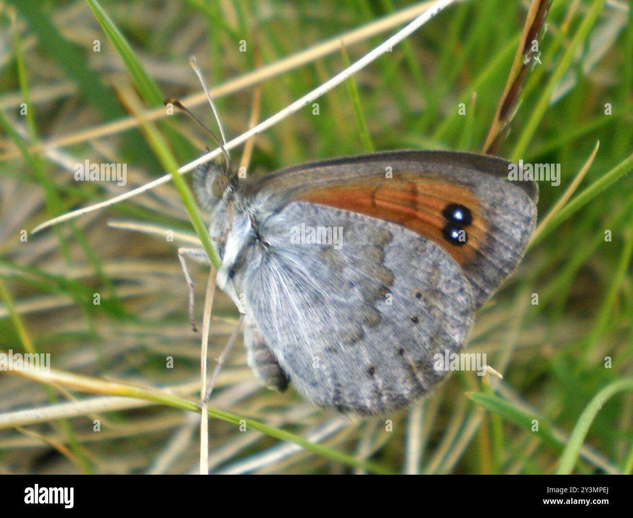 Common Brassy Ringlet (Erebia cassioides) Insecta Stock Photo - Alamy