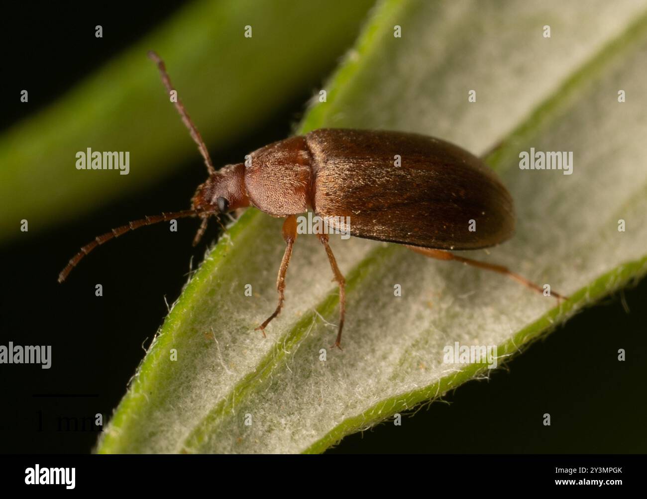 Comb-clawed Darkling Beetles (Alleculinae) Insecta Stock Photo - Alamy