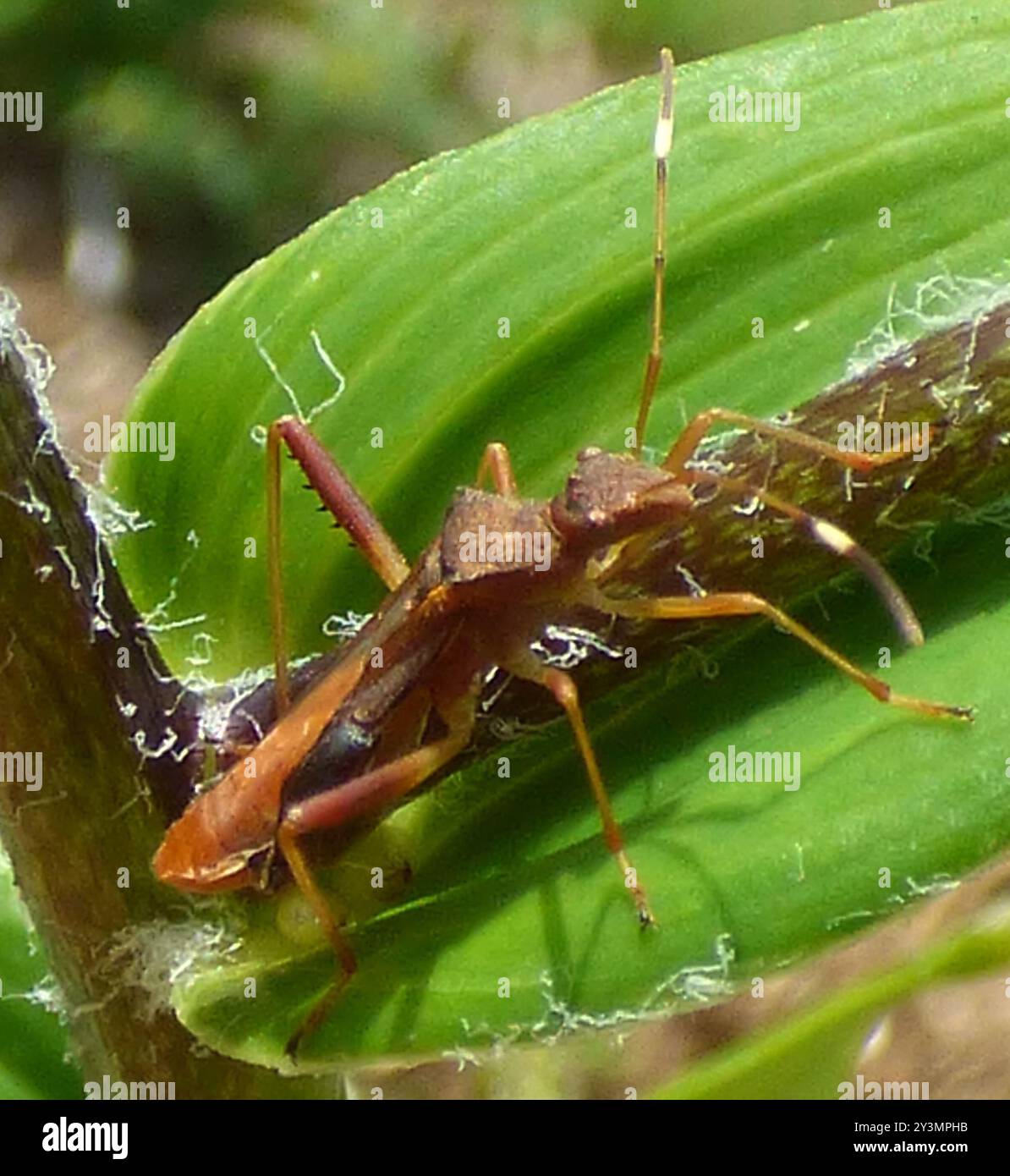 Lupine Bug (Megalotomus quinquespinosus) Insecta Stock Photo - Alamy