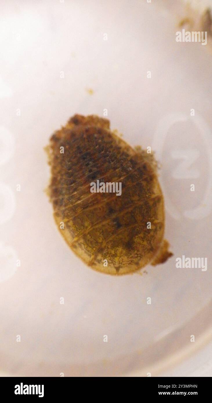 Herrick's Water Penny Beetle (Psephenus herricki) Insecta Stock Photo ...