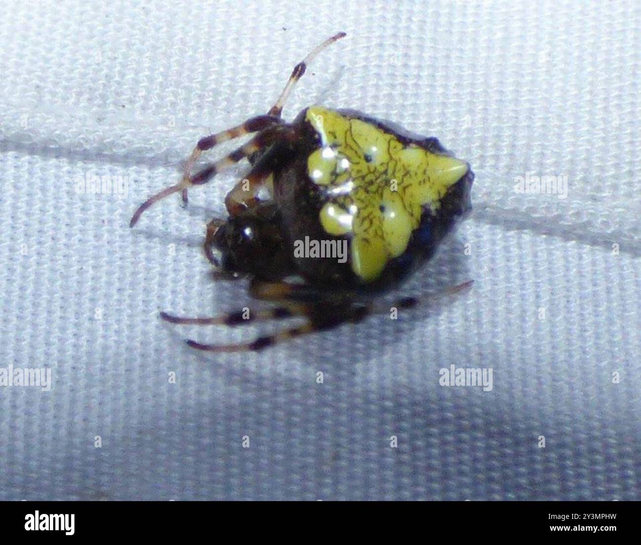 Arrowhead Orbweaver (Verrucosa arenata) Arachnida Stock Photo - Alamy