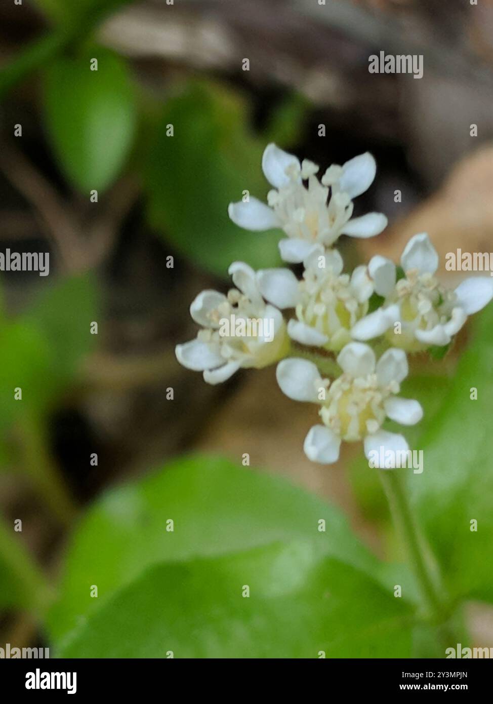 modesty (Whipplea modesta) Plantae Stock Photo - Alamy