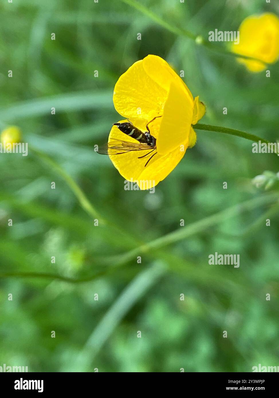 Stem Sawflies (Cephidae) Insecta Stock Photo - Alamy