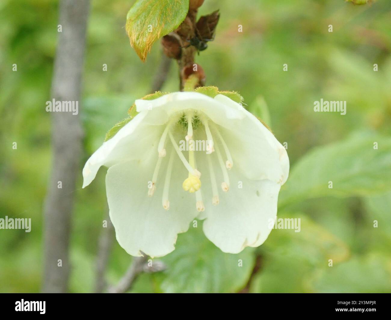 White-flowered Rhododendron (Rhododendron albiflorum) Plantae Stock ...