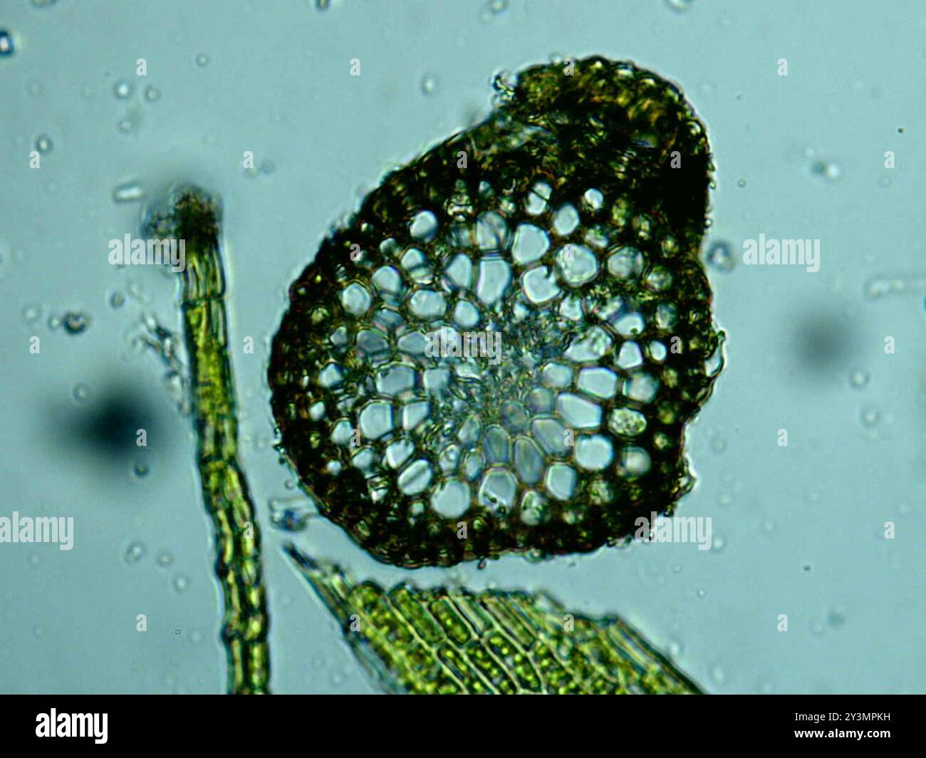 Silky Forklet-moss (Dicranella heteromalla) Plantae Stock Photo - Alamy