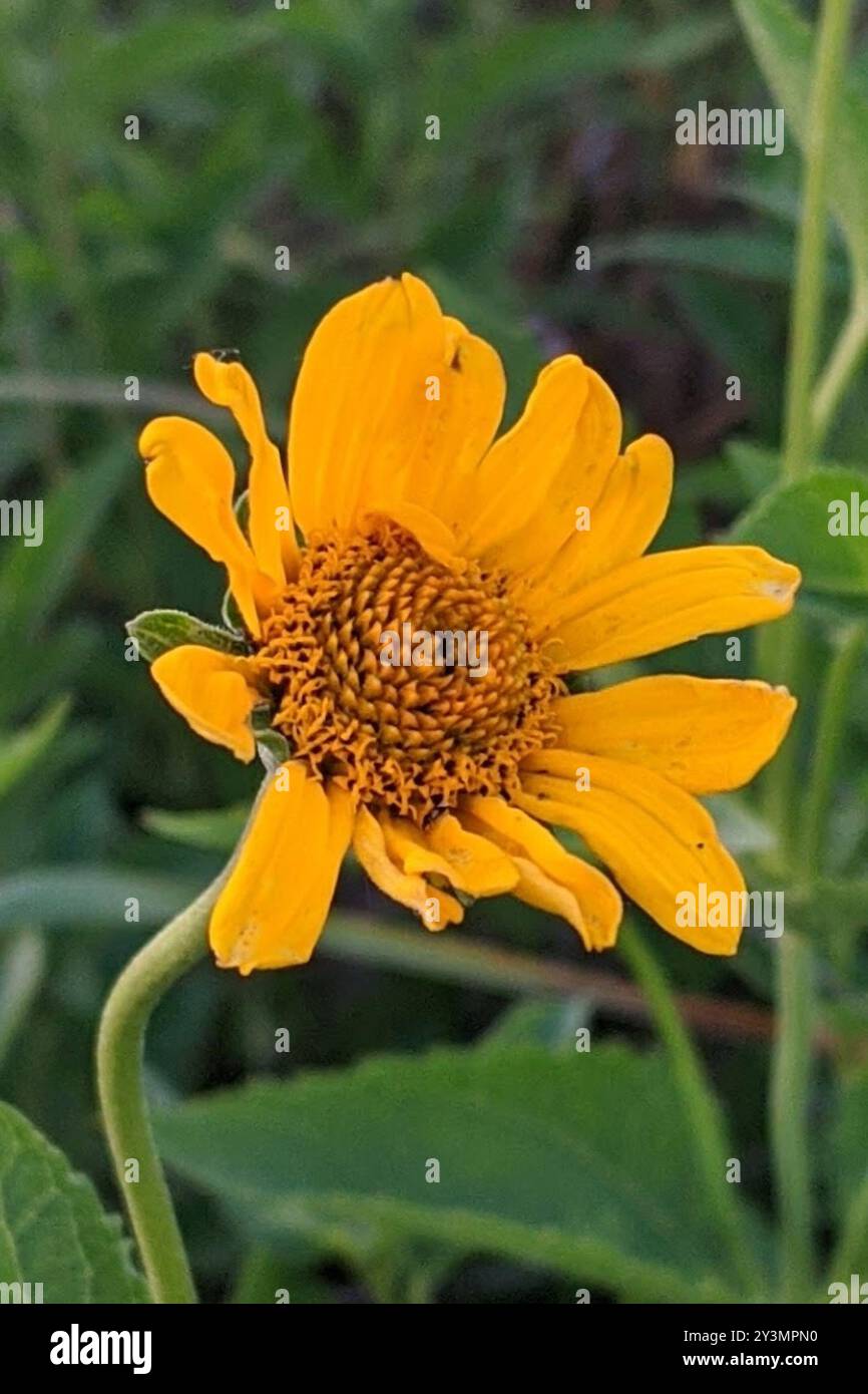 false sunflower (Heliopsis helianthoides) Plantae Stock Photo - Alamy
