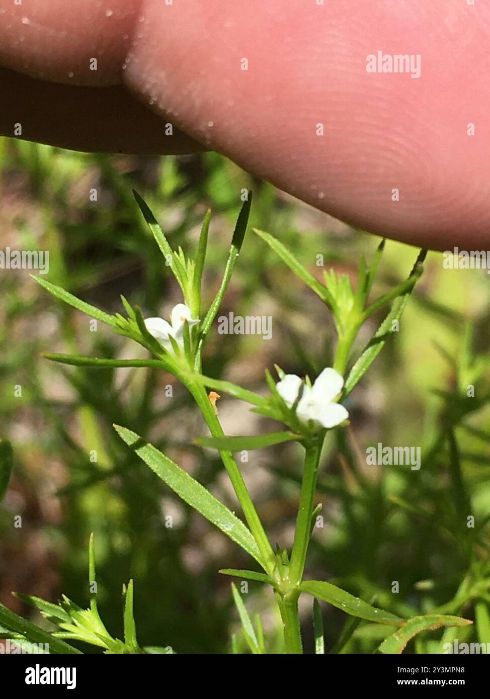 Rust Weed (Polypremum procumbens) Plantae Stock Photo - Alamy