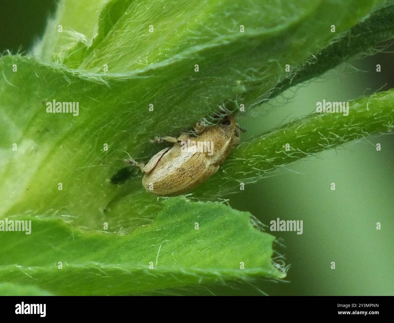 Medicaginis hi-res stock photography and images - Alamy