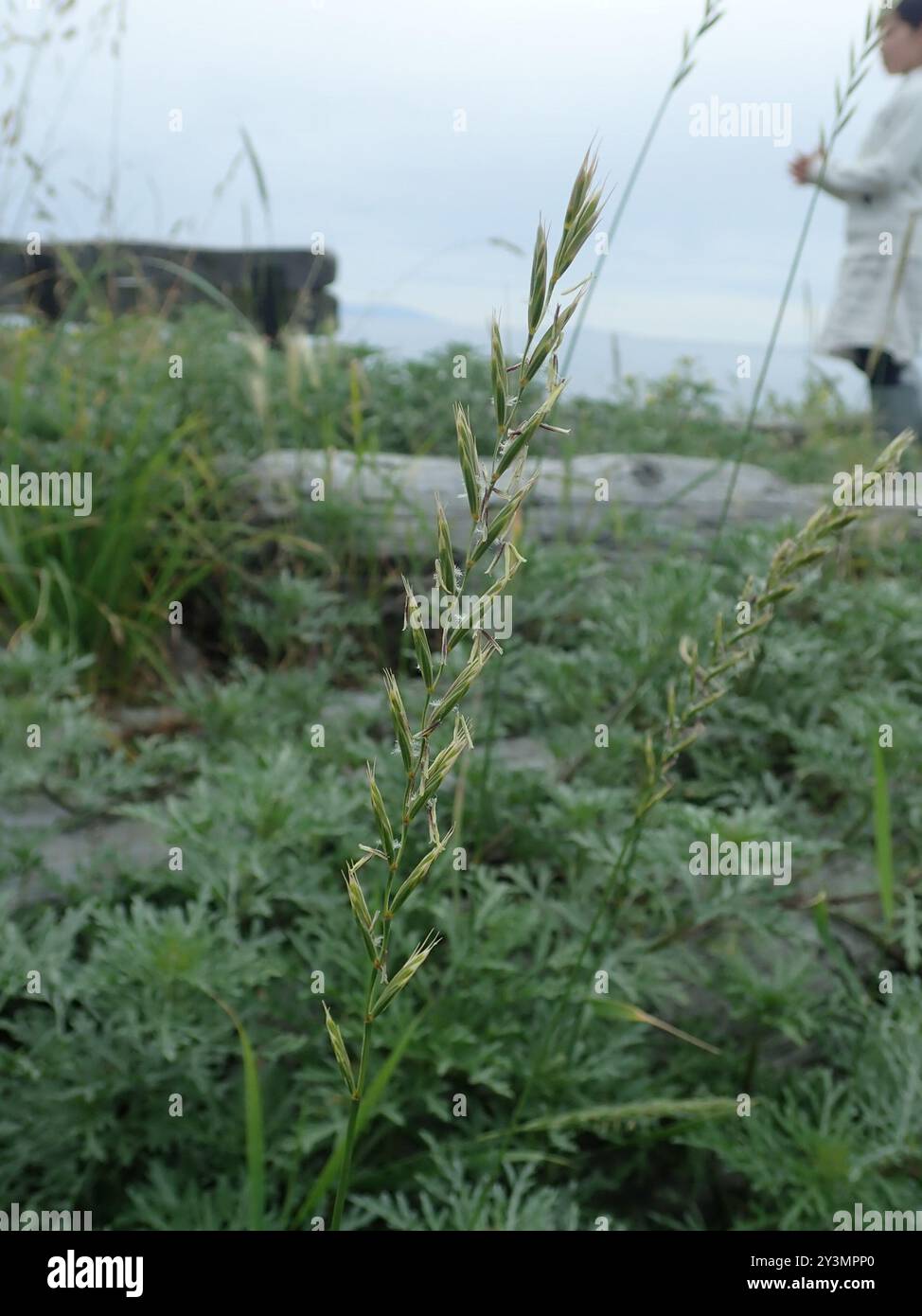 Italian Ryegrass (Lolium multiflorum) Plantae Stock Photo - Alamy