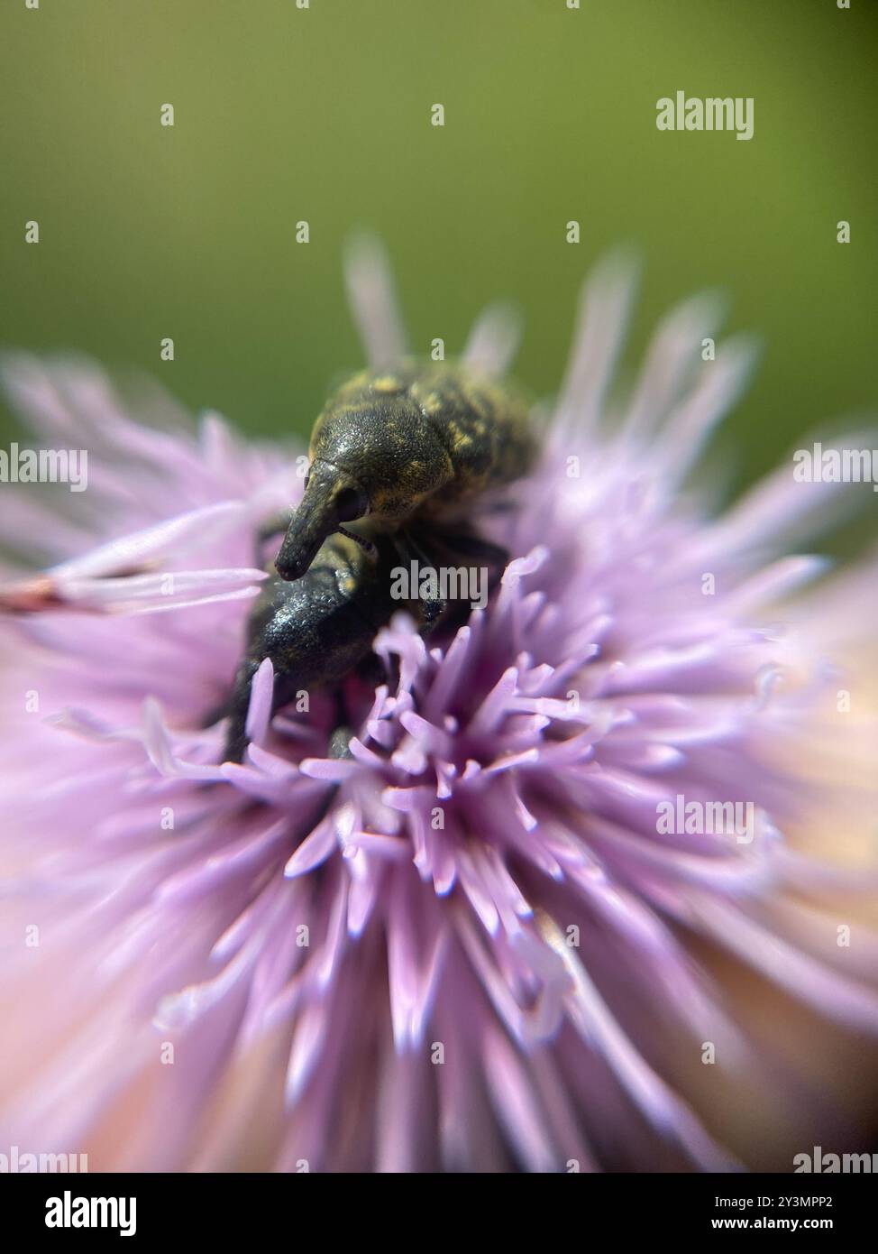 Turbine Cylindrical Weevil (Larinus turbinatus) Insecta Stock Photo - Alamy