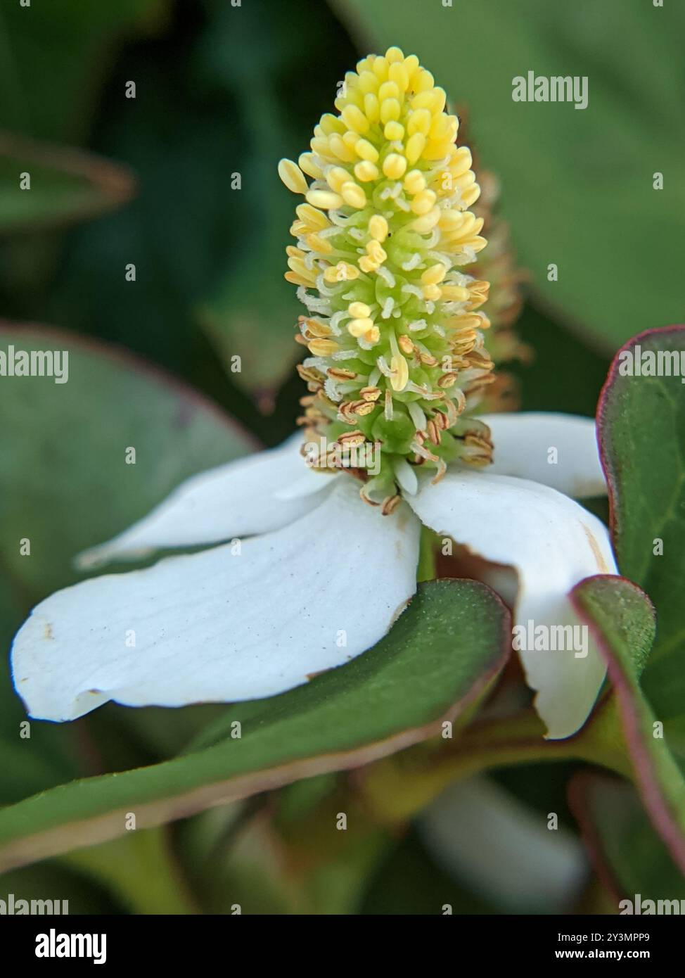Chameleon Plant (Houttuynia cordata) Plantae Stock Photo - Alamy