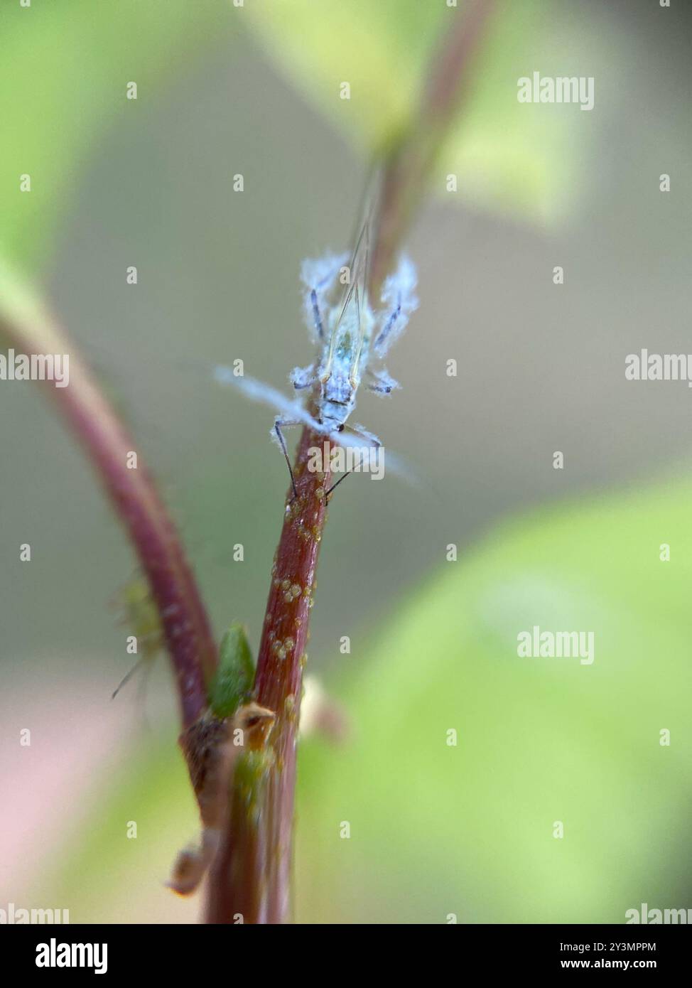 Aphids (Aphididae) Insecta Stock Photo - Alamy