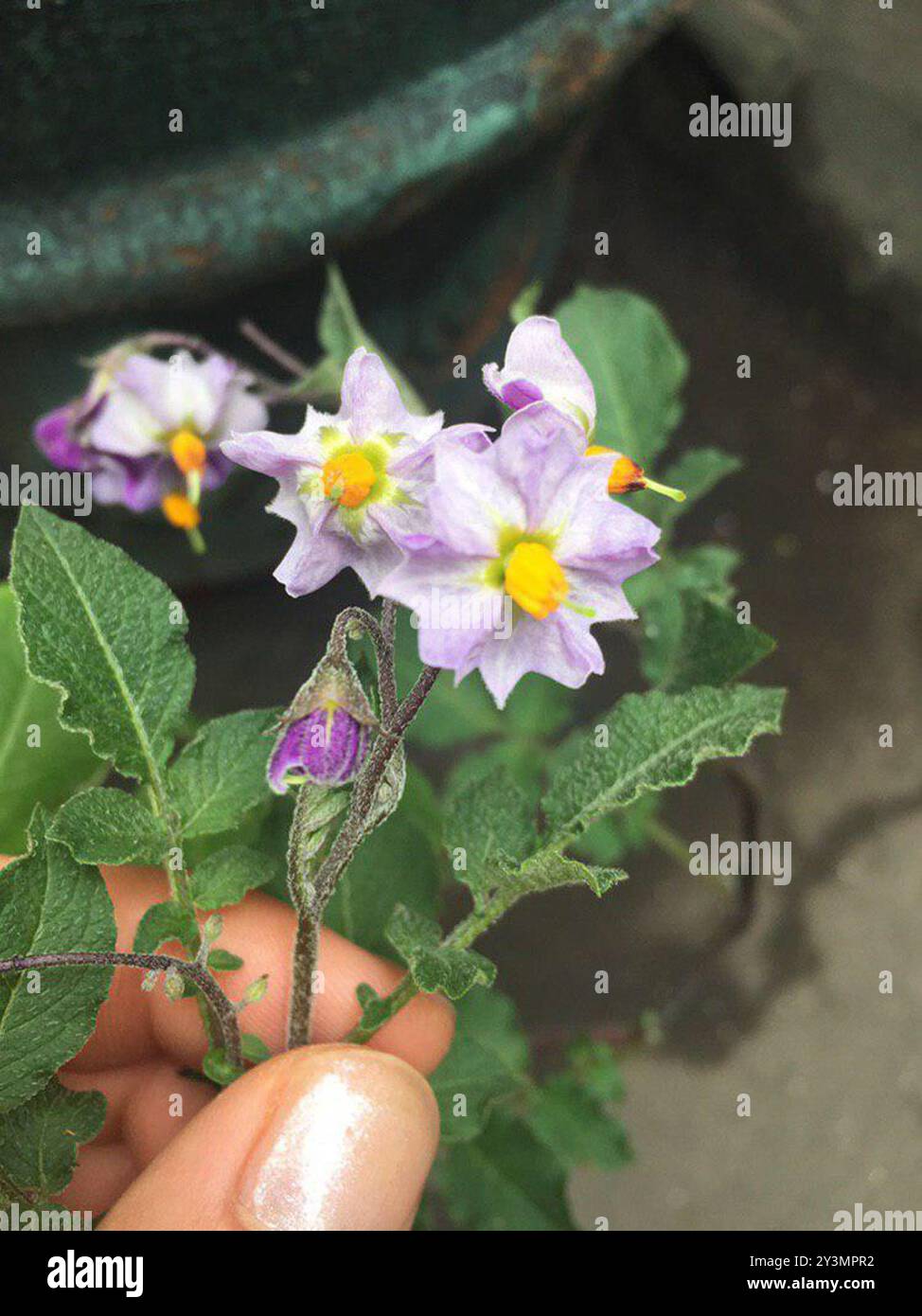 Wild Potato (Solanum demissum) Plantae Stock Photo - Alamy