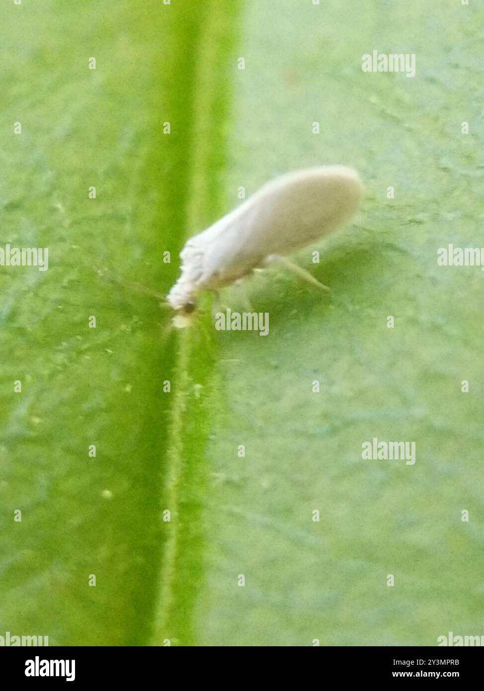Dusty-winged Lacewings (Coniopterygidae) Insecta Stock Photo - Alamy