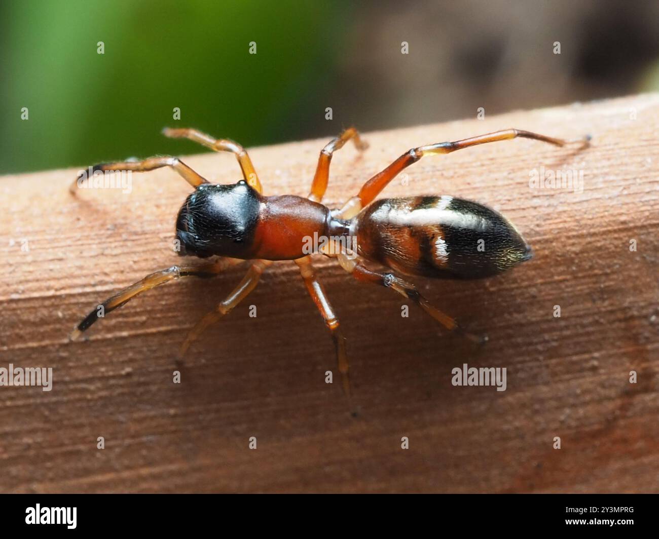 (Myrmarachne formicaria) Arachnida Stock Photo - Alamy