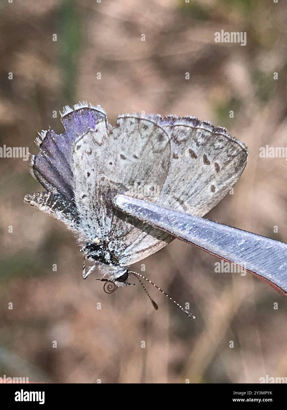 Echo Azure (Celastrina echo) Insecta Stock Photo - Alamy