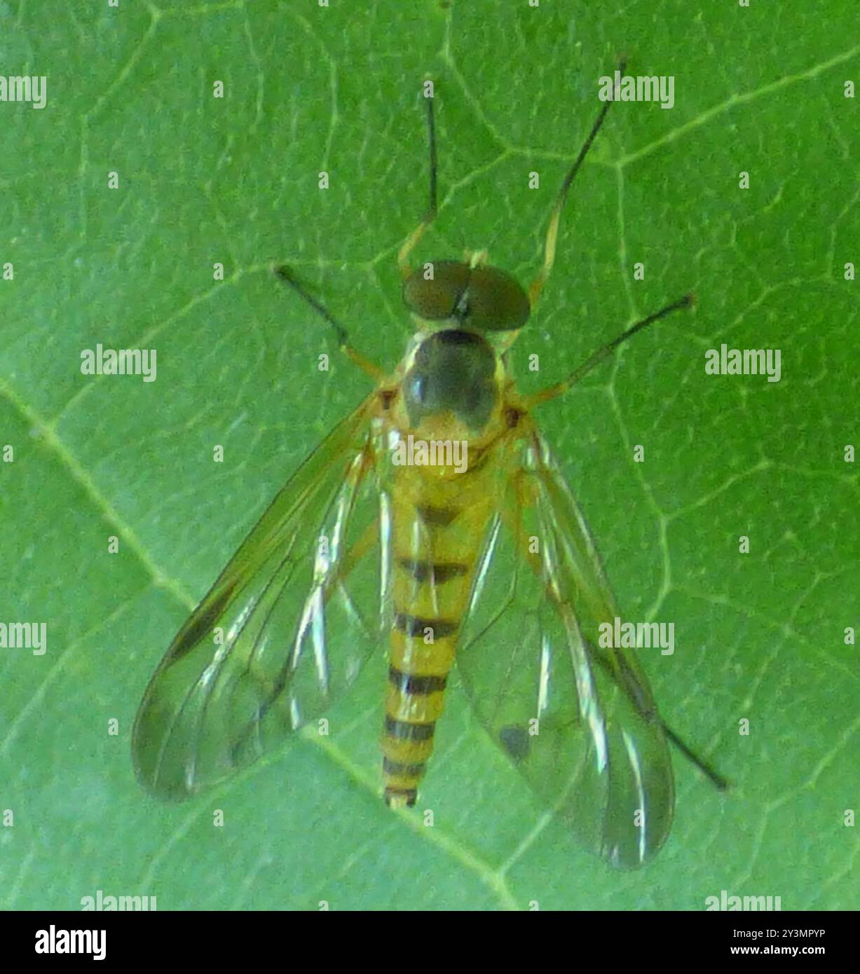 Snipe Flies (Rhagionidae) Insecta Stock Photo - Alamy