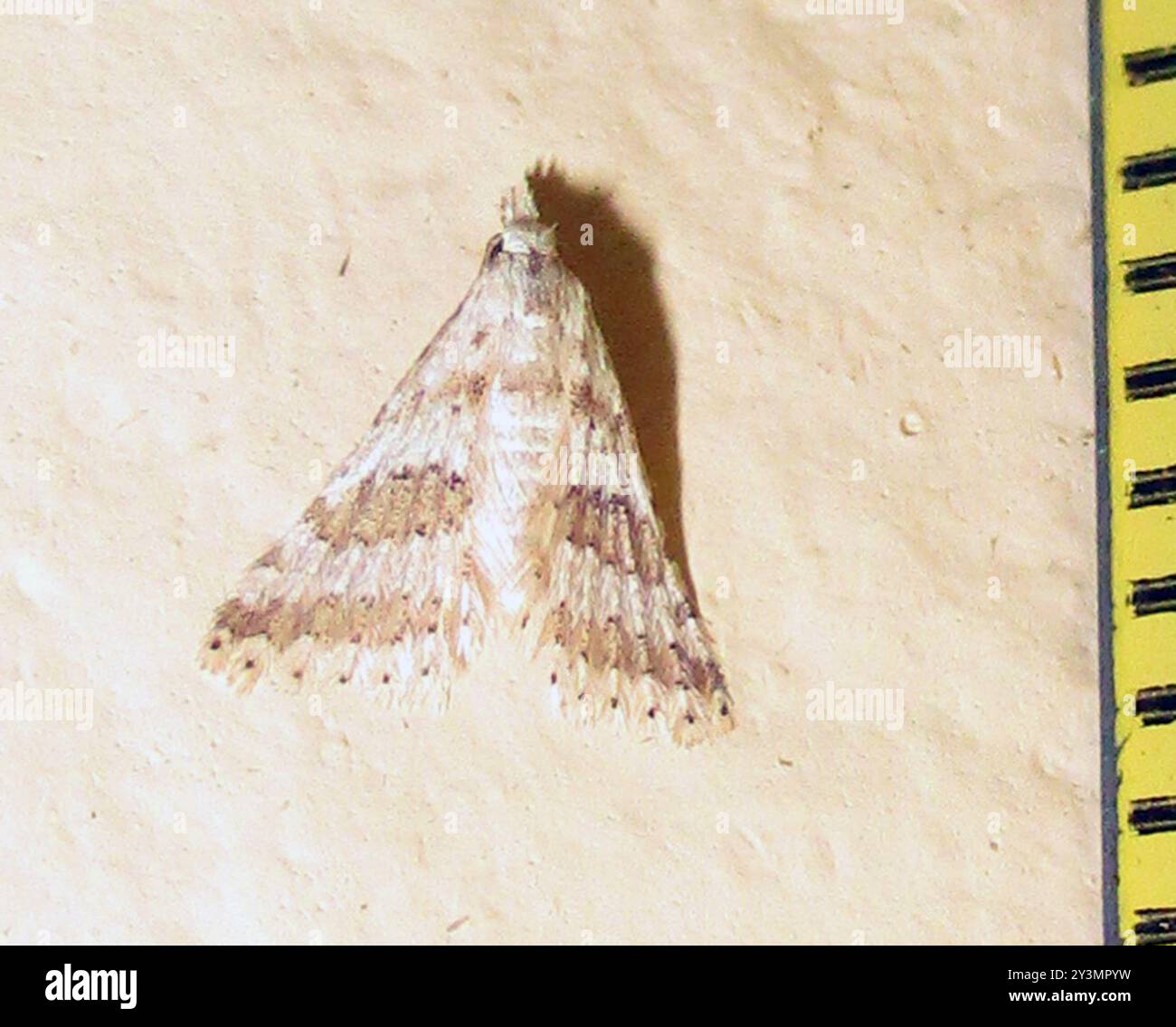 Many-plumed Moths (Alucitidae) Insecta Stock Photo - Alamy