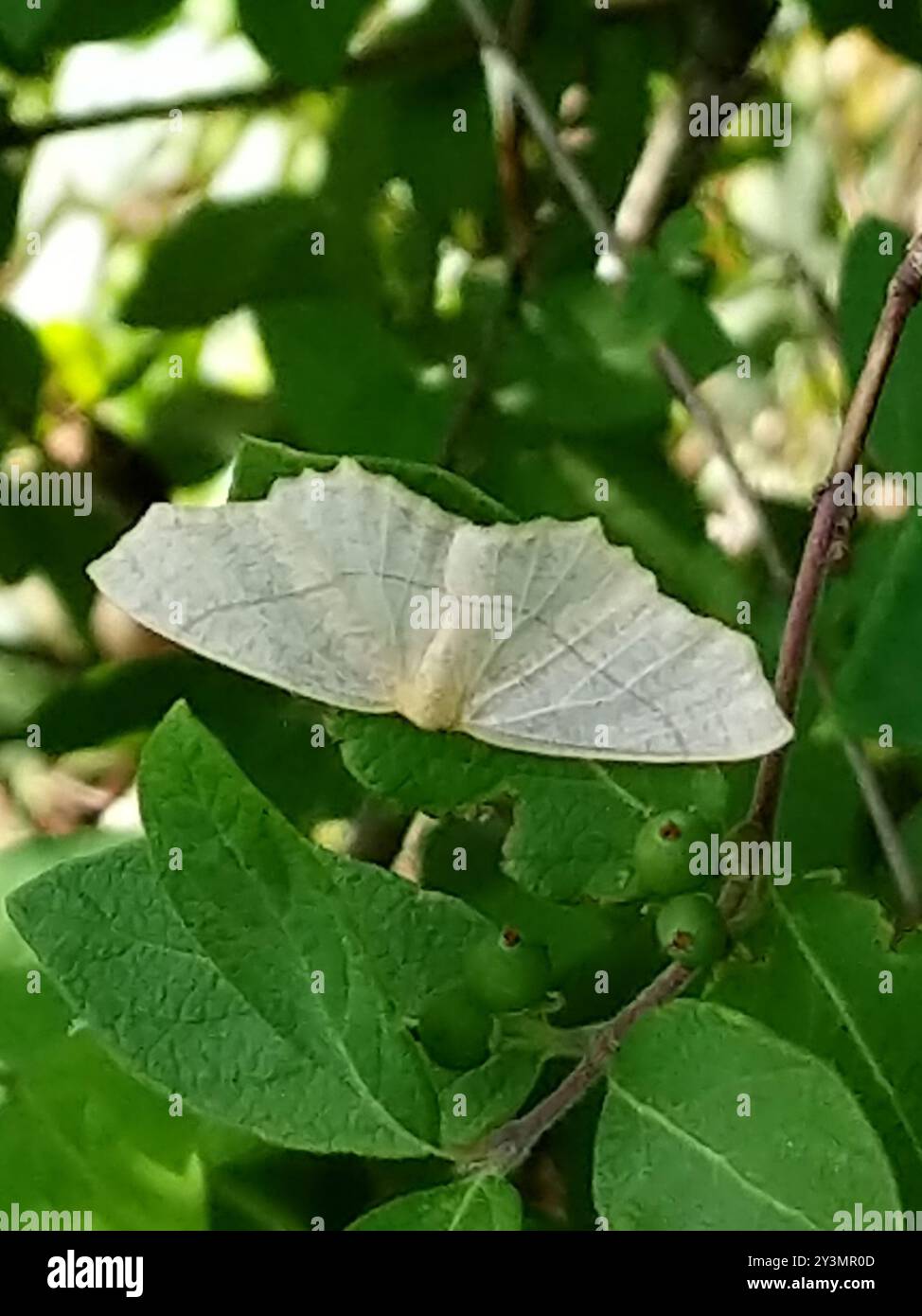 Straw Besma Moth (Besma endropiaria) Insecta Stock Photo - Alamy