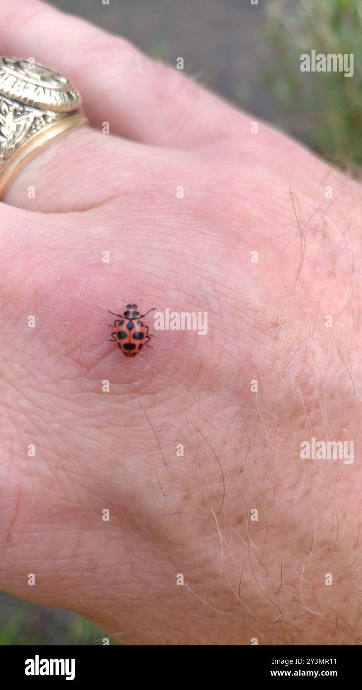 Spotted Pink Lady Beetle (Coleomegilla maculata) Insecta Stock Photo ...
