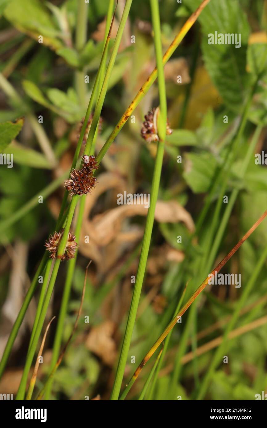 Compact rush juncus conglomeratus hi-res stock photography and images ...