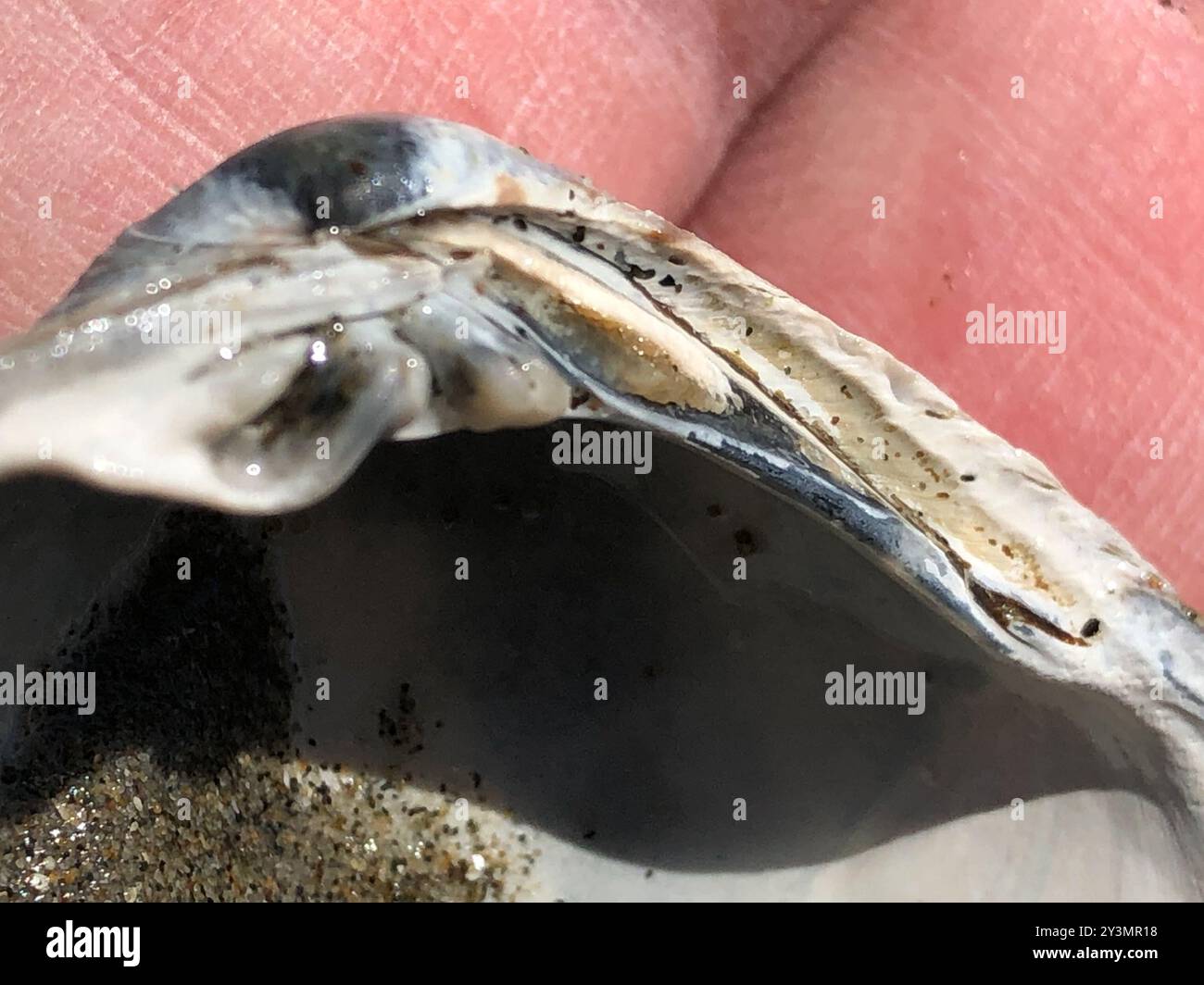 Pacific Littleneck Clam (Leukoma staminea) Mollusca Stock Photo - Alamy