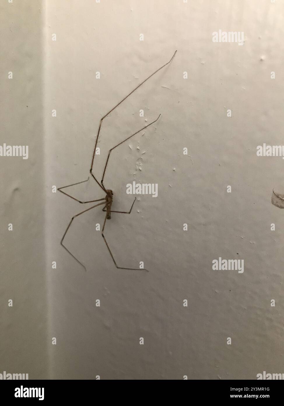 Long-bodied Cellar Spider (Pholcus phalangioides) Arachnida Stock Photo ...