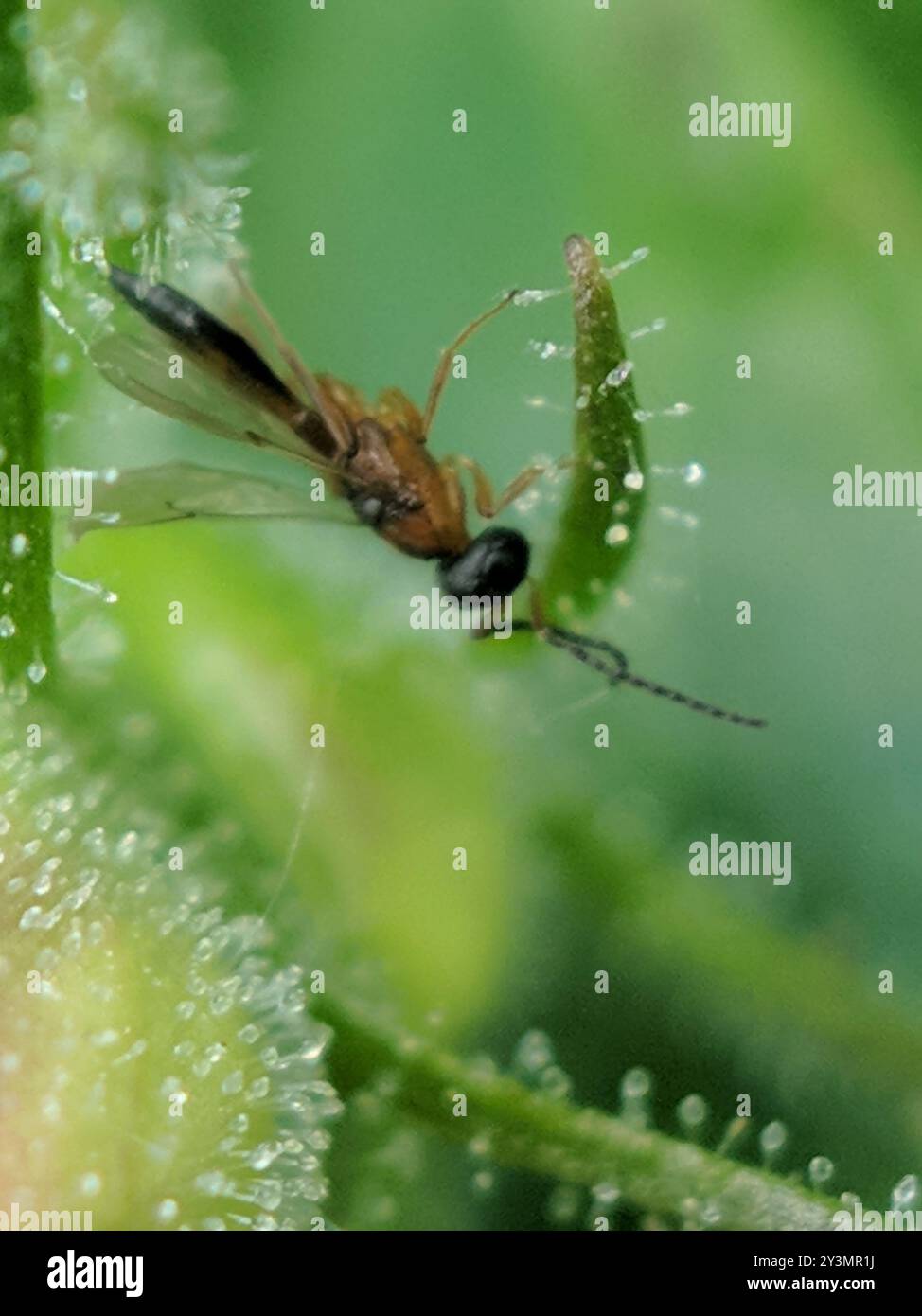 Ants, Bees, Wasps, and Sawflies (Hymenoptera) Insecta Stock Photo - Alamy