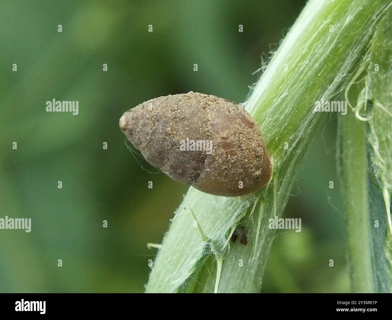 Three-tooth Bulin (Chondrula tridens) Mollusca Stock Photo - Alamy