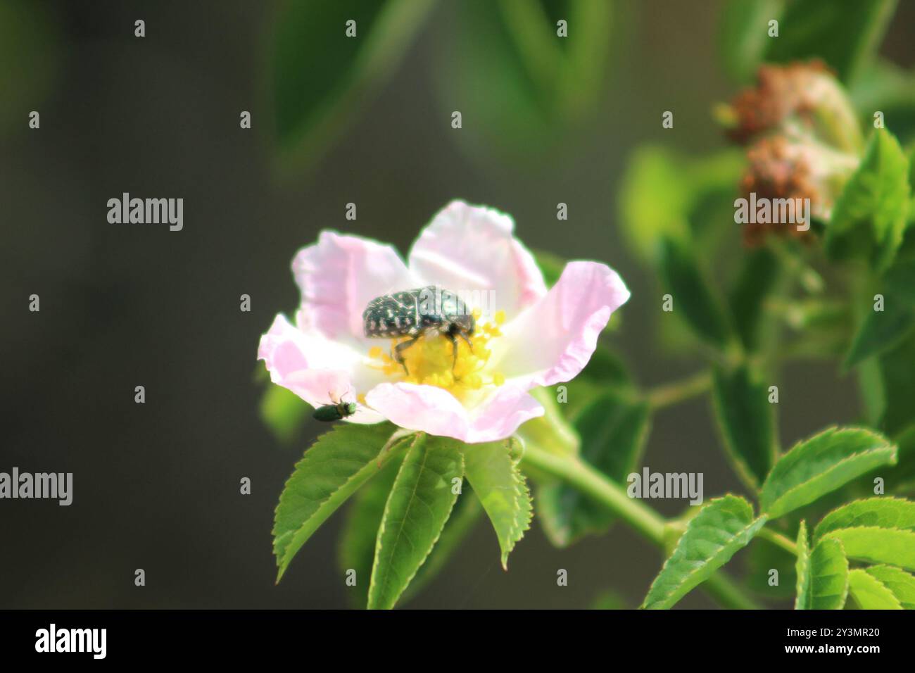 Mediterranean Spotted Chafer (Oxythyrea funesta) Insecta Stock Photo ...