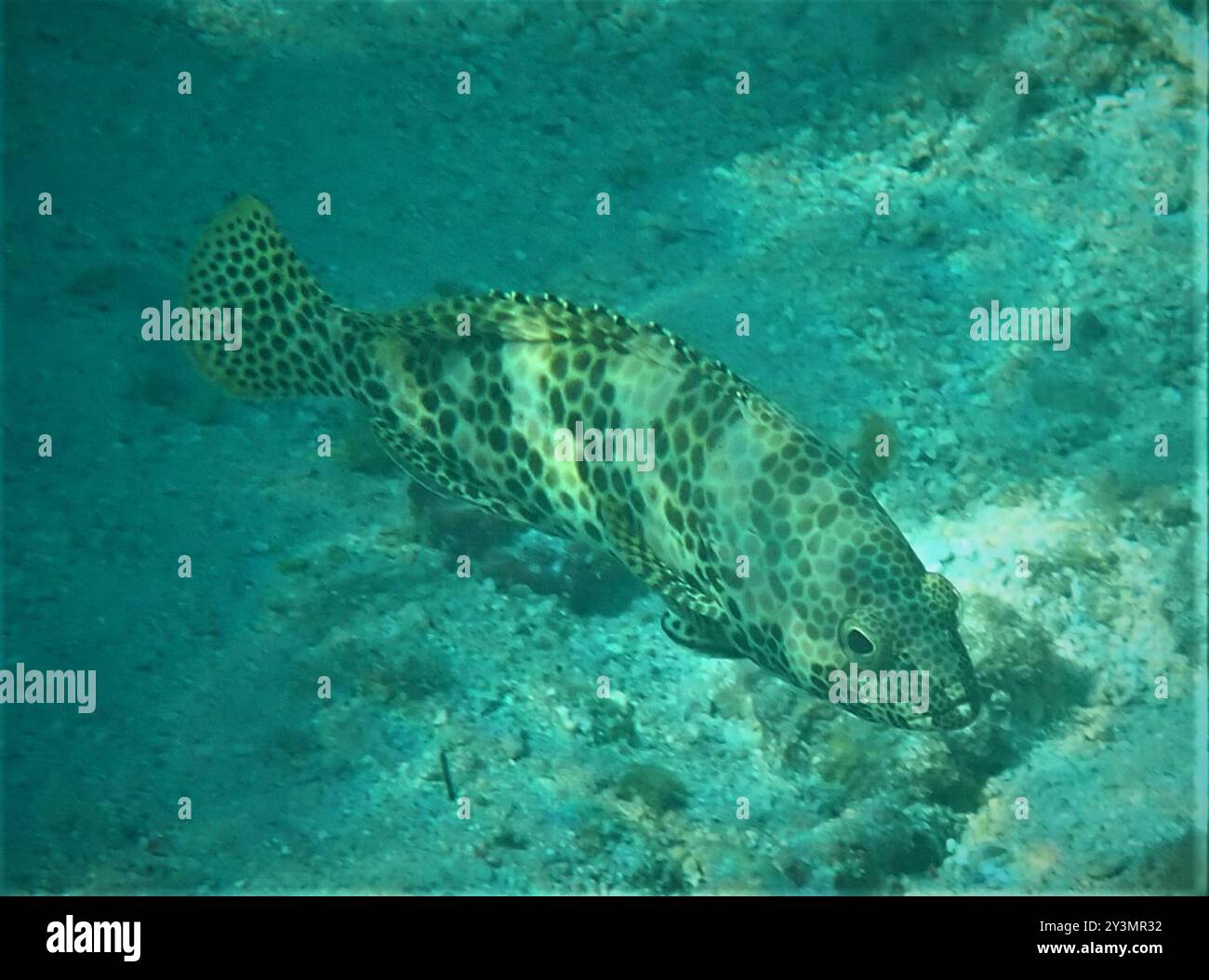Honeycomb Grouper (Epinephelus merra) Actinopterygii Stock Photo - Alamy