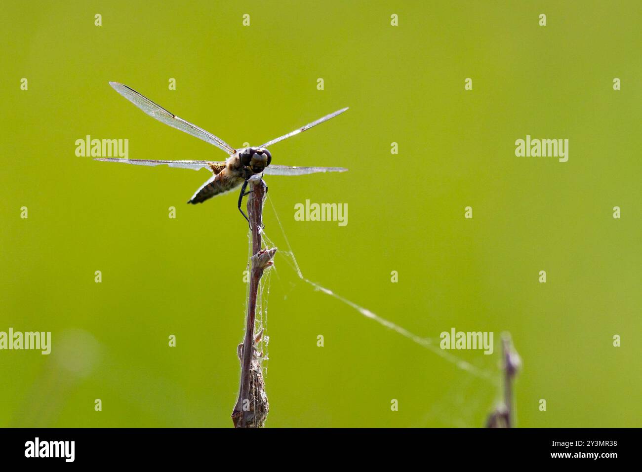 Large White-faced Darter (Leucorrhinia pectoralis) Insecta Stock Photo ...