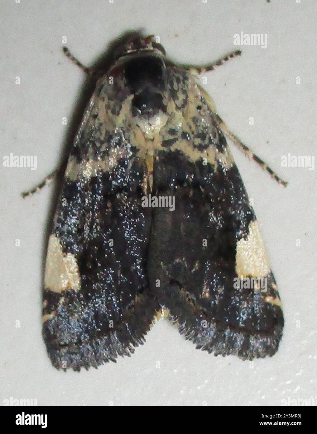 Square Spot Droplet (Acontia trychaenoides) Insecta Stock Photo - Alamy