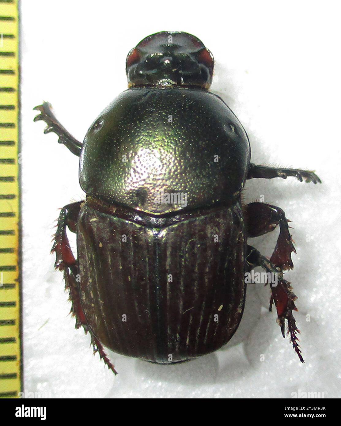 Bronze Dung Beetle (Onitis alexis) Insecta Stock Photo - Alamy