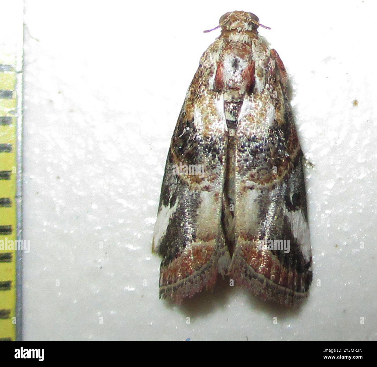 Butterflies and Moths (Lepidoptera) Insecta Stock Photo - Alamy