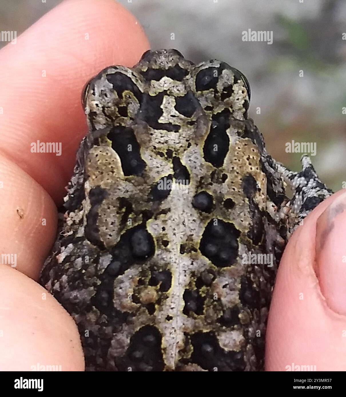 Southern Toad (Anaxyrus terrestris) Amphibia Stock Photo - Alamy