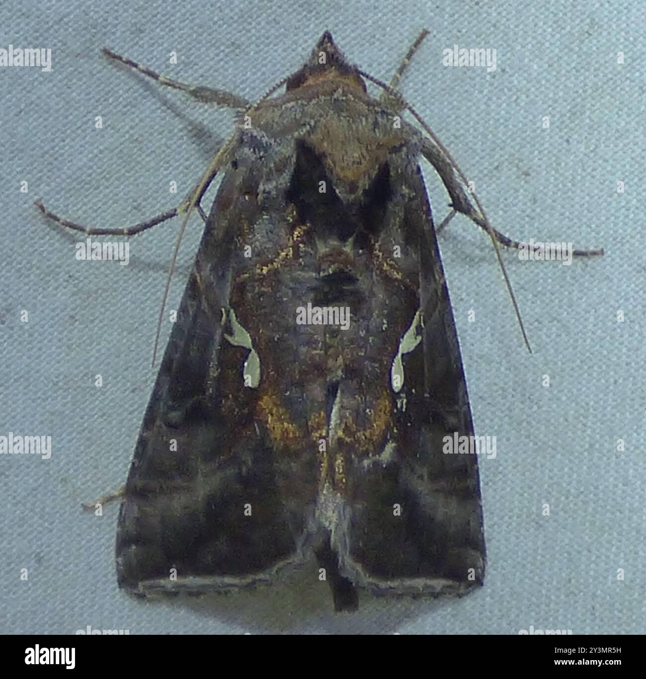 Common Looper Moth (Autographa precationis) Insecta Stock Photo - Alamy