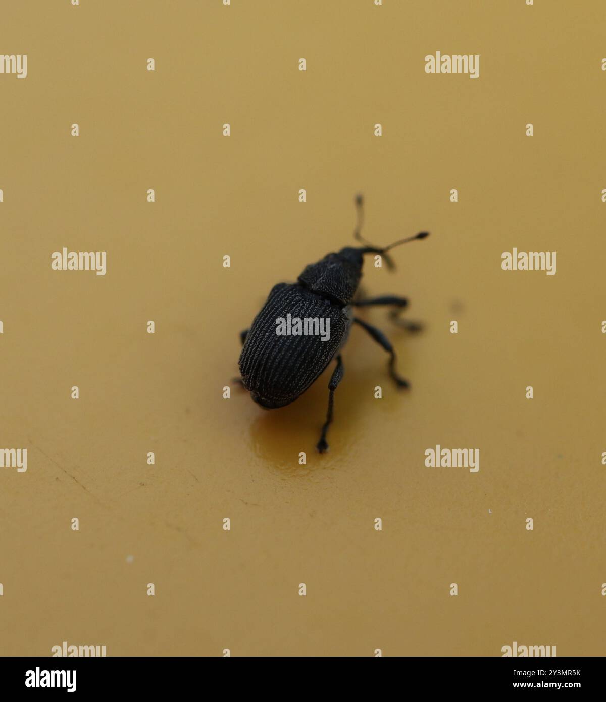 Cabbage seed Weevil (Ceutorhynchus obstrictus) Insecta Stock Photo - Alamy