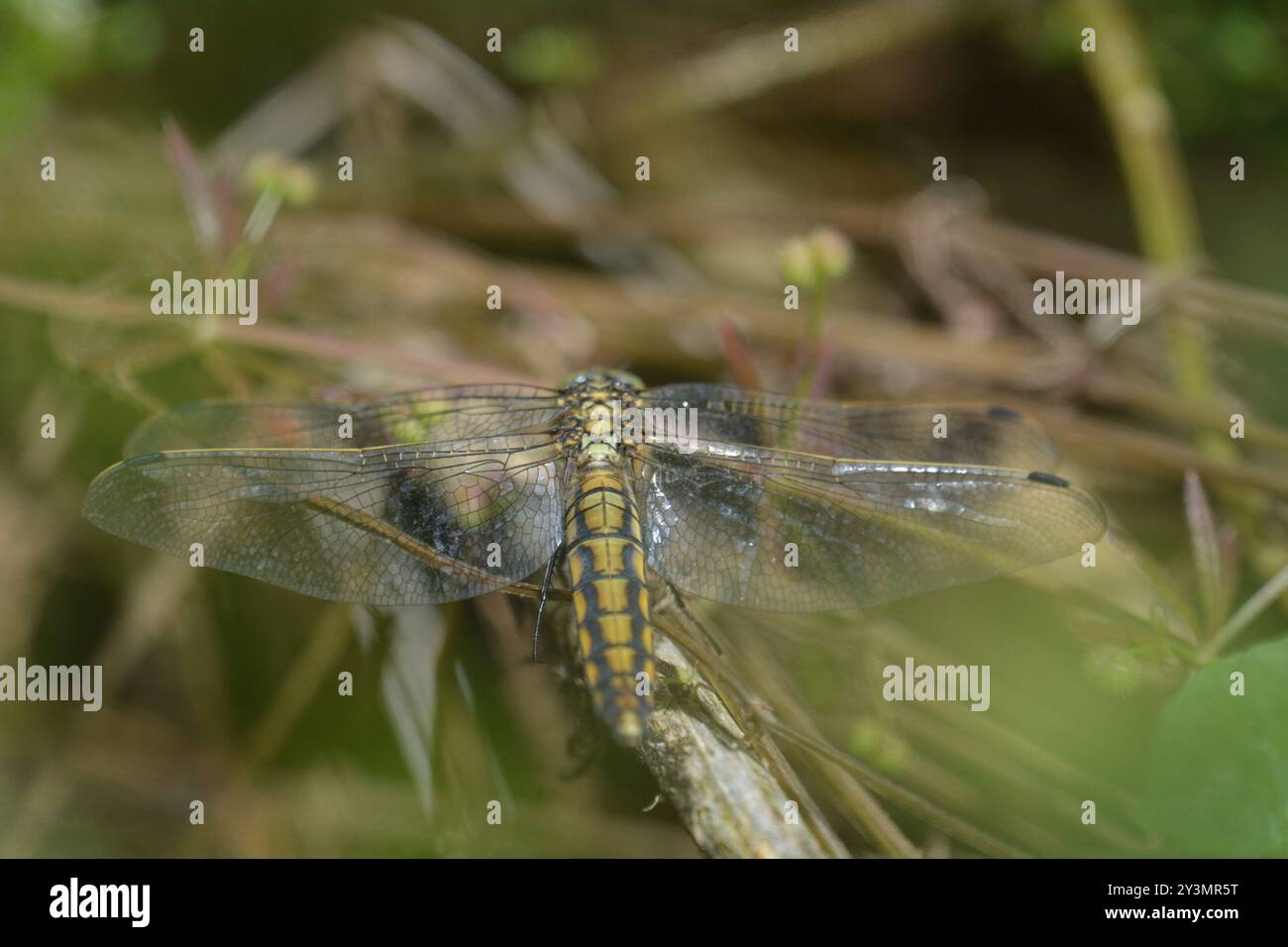 Black-tailed Skimmer (Orthetrum cancellatum) Insecta Stock Photo - Alamy