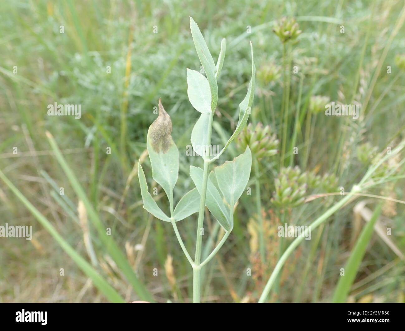 Barestem Biscuitroot (Lomatium nudicaule) Plantae Stock Photo - Alamy