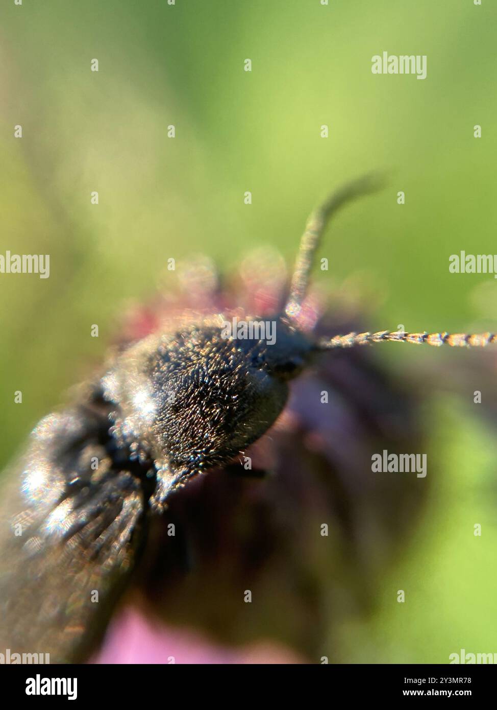 Click Beetles (Elateridae) Insecta Stock Photo - Alamy