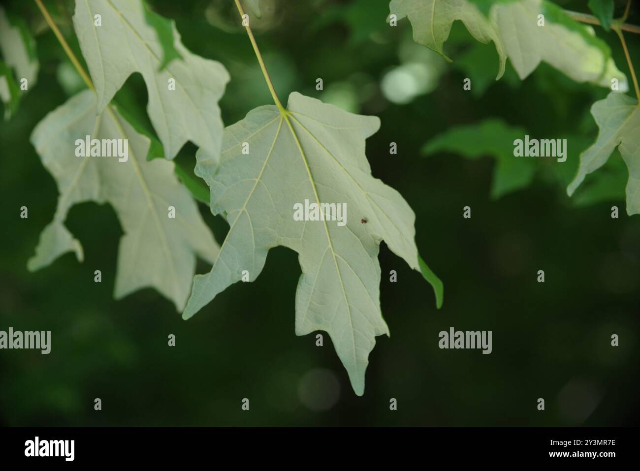 southern sugar maple (Acer floridanum) Plantae Stock Photo - Alamy