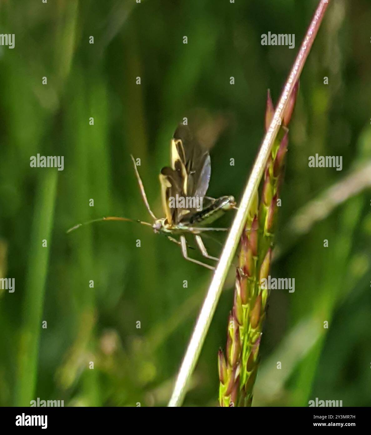 Two-spotted Grass Bug (Stenotus binotatus) Insecta Stock Photo - Alamy