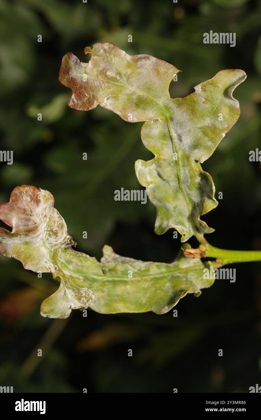(Erysiphe alphitoides) Fungi Stock Photo - Alamy