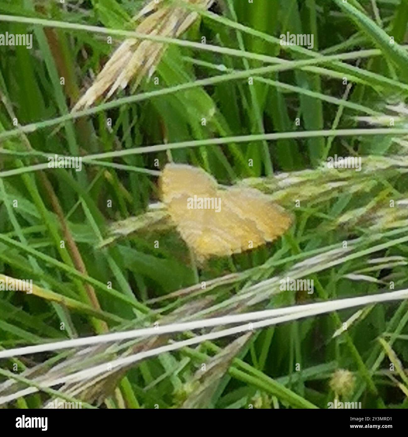 Yellow Shell Moth (Camptogramma bilineata) Insecta Stock Photo - Alamy