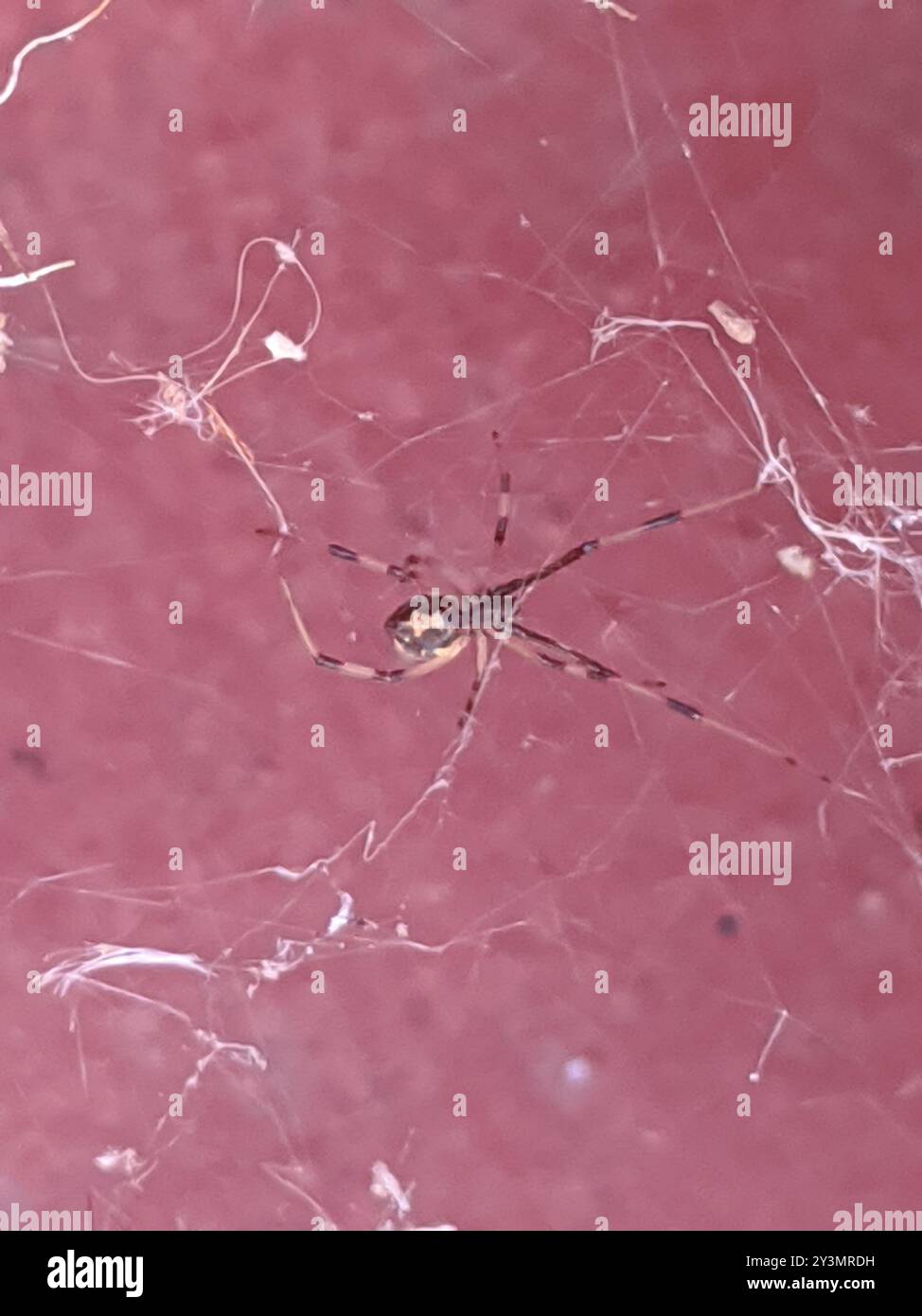 Widow Spiders (Latrodectus) Arachnida Stock Photo - Alamy