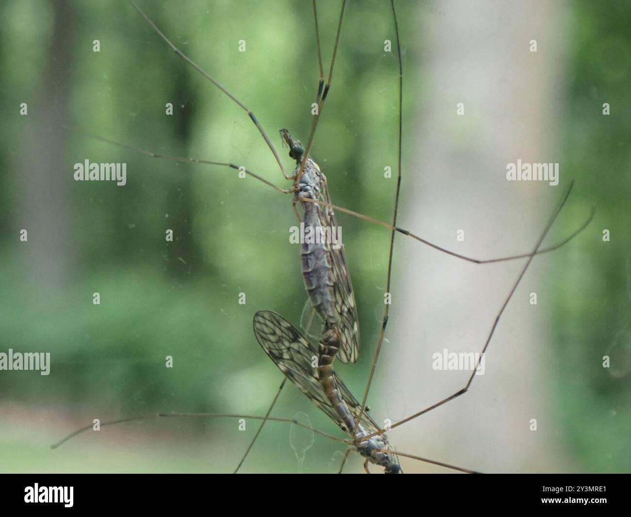 Large Crane Flies (Tipulidae) Insecta Stock Photo - Alamy