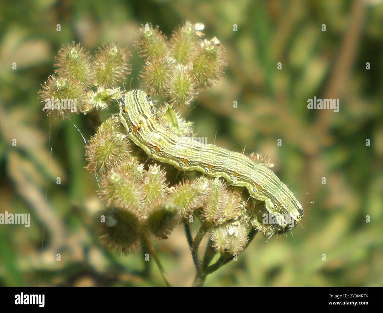 Cotton Bollworm Moth (Helicoverpa armigera) Insecta Stock Photo - Alamy